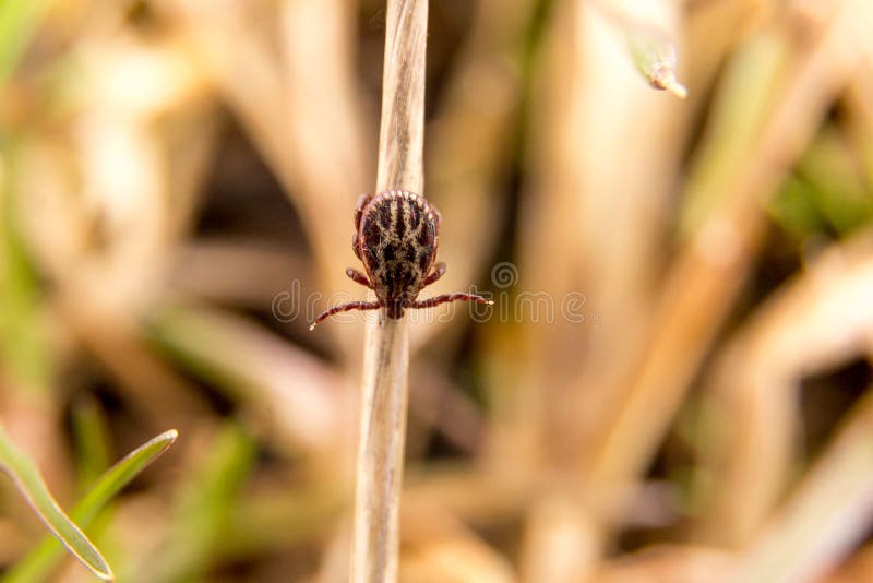 CLosep View of Tick in the Forest Near Grass. Stock Photo - Image of ...