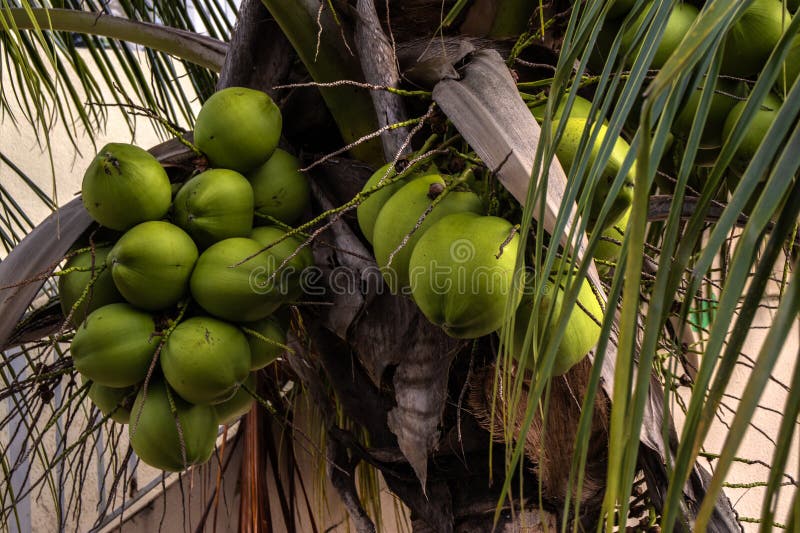 Closer Coconut Cluster on Tree. Coconut Cluster on Coconut Tree Stock ...