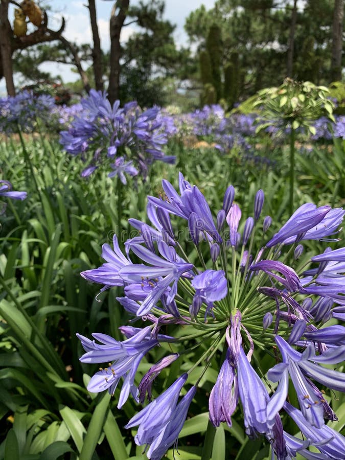 The Closer Look of a African Lily. Stock Image - Image of leaf, focused ...