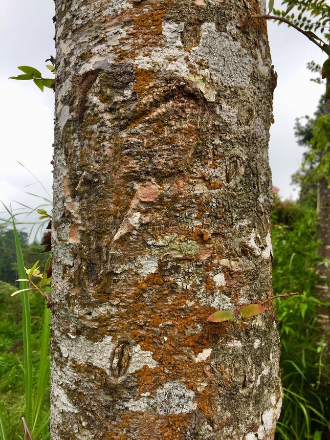 A closer look at the bark stock photo. Image of nature - 226846684