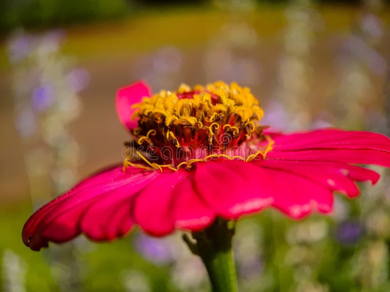 A Closer Look into a Beautiful Flower in Macro Stock Photo - Image of ...