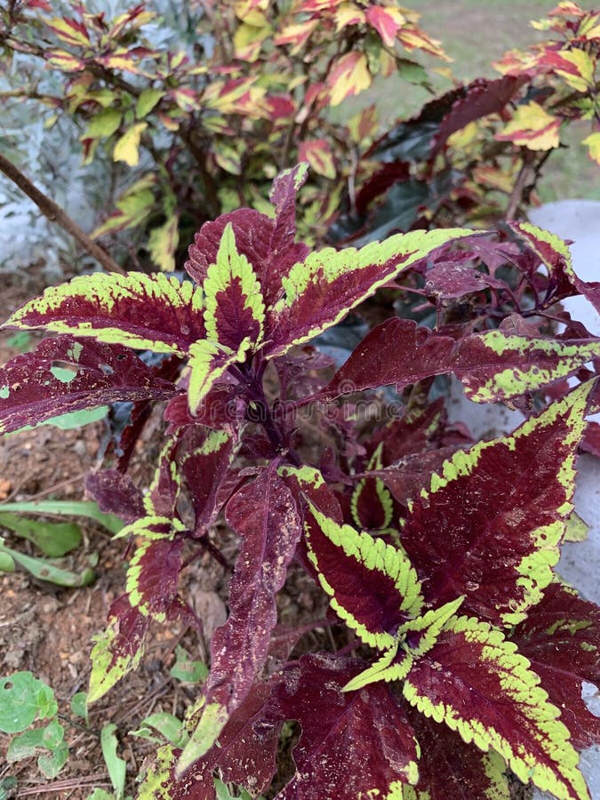 A Closer Look of Common Coleus. Stock Image - Image of abutilon, common ...