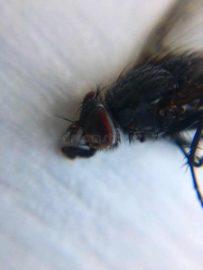 Closer look at a fly stock image. Image of details, looking - 175605137