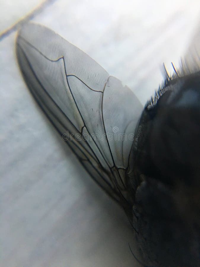Closer look at a fly stock image. Image of wing, look - 175605189