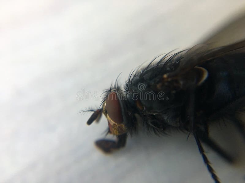 Closer look at a fly stock photo. Image of microcosmos - 175605332