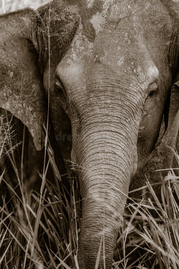 Wild elephant face stock photo. Image of closer, elephant - 114263558