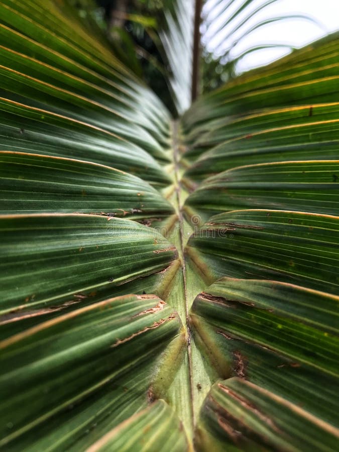 Closer Look of Palm Tree stock image. Image of shot - 211637409
