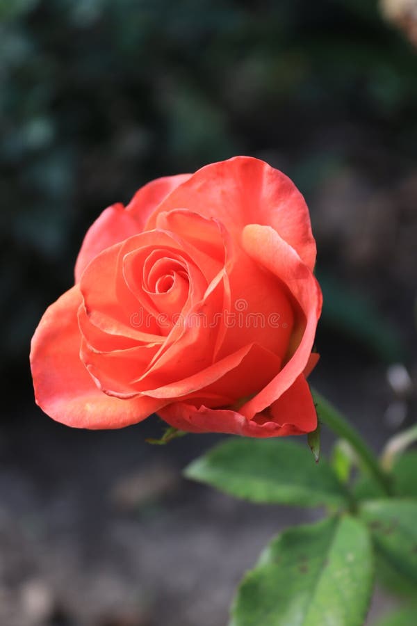 A Closer Look at a Pink Rose on a Sunny Day Stock Photo - Image of ... A Closer Look at a Pink Rose on a Sunny Day Stock Photo - Image of ...
