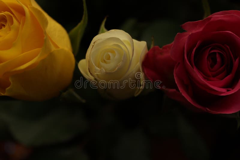 A Closer Look To a Thread of an Rose Inside of a Local House.this Image ...