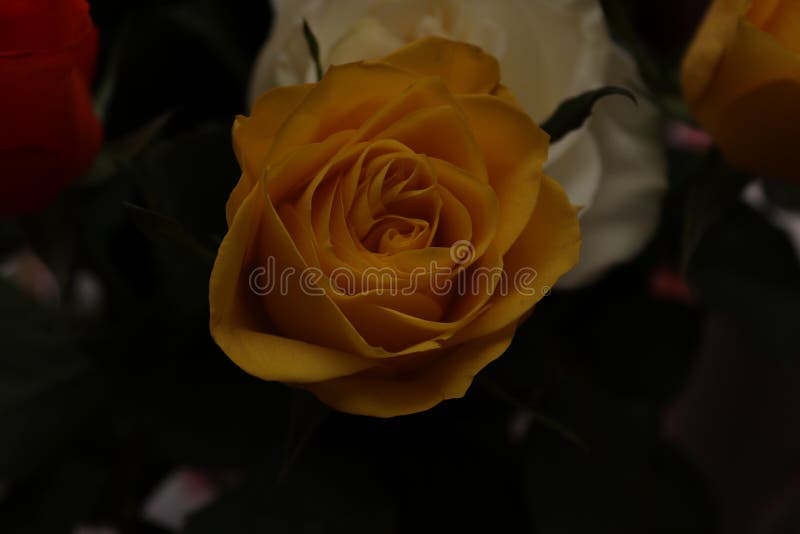 A Closer Look To a Thread of an Rose Inside of a Local House.this Image ... A Closer Look To a Thread of an Rose Inside of a Local House.this Image ...