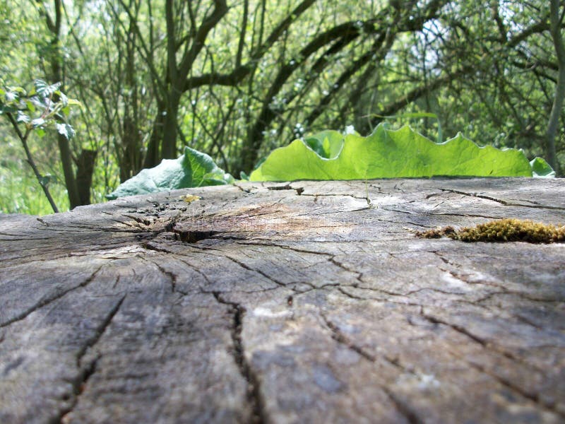 Closer Look at a Tree Stump Stock Photo - Image of park, mould: 54159938
