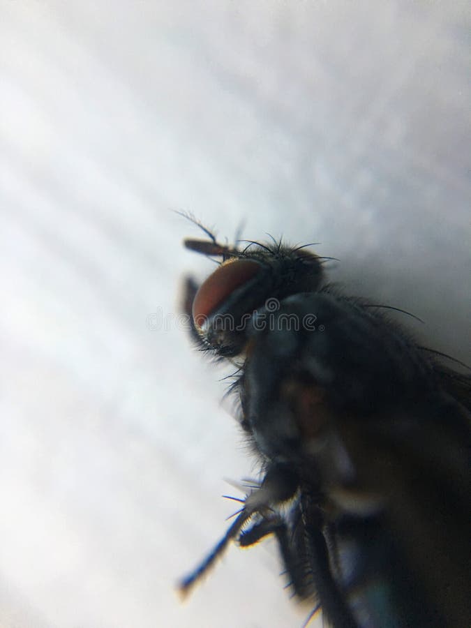 Closer look at a fly stock photo. Image of look, housefly - 175605282