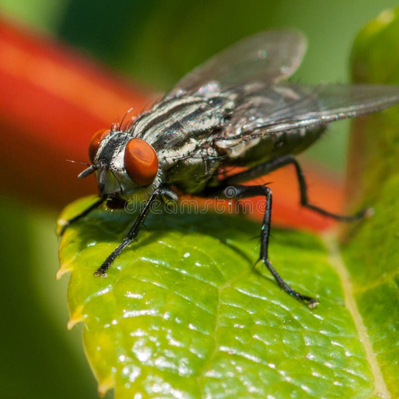 Closer To Me stock photo. Image of macro, close, hairy - 28643790