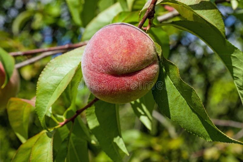 Closer To the Peach Growing on a Tree in the Summer Sun Stock Image ...