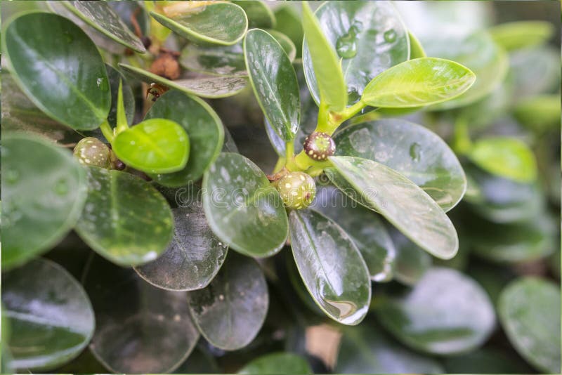 Closeu Ficus Annulata Green Foliage Texture Banyan Tree, Selective ...