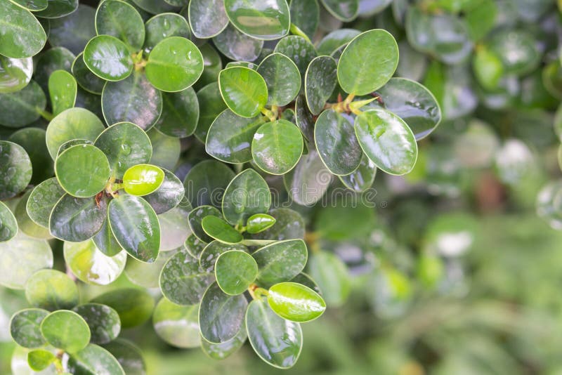Closeu Ficus Annulata Green Foliage Texture Banyan Tree, Selective ...