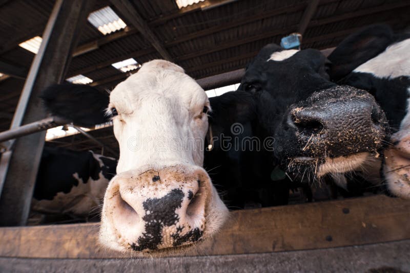 Closeu Shot of Cows in a Dairy Complex Stock Photo - Image of ...