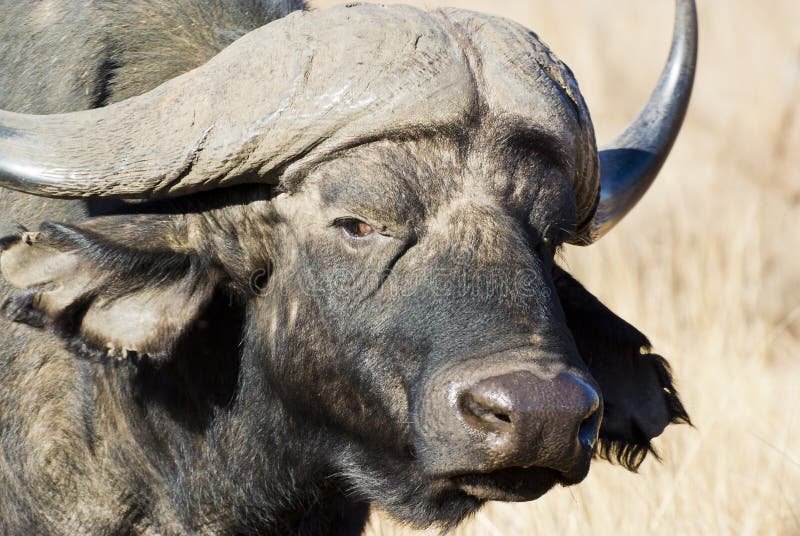 Closeuo De Un Toro Africano Imagen de archivo - Imagen de reserva, toro ...