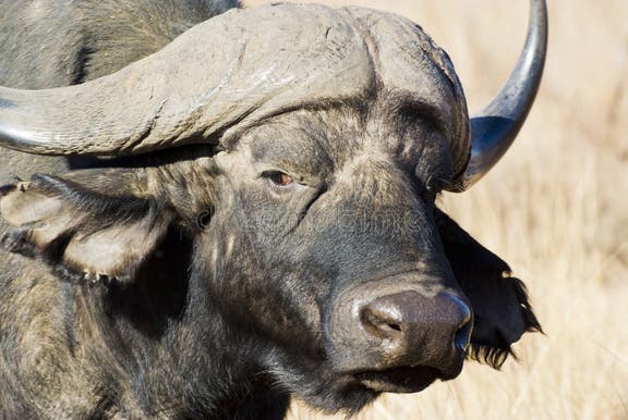 Closeuo De Un Toro Africano Imagen de archivo - Imagen de reserva, toro ...