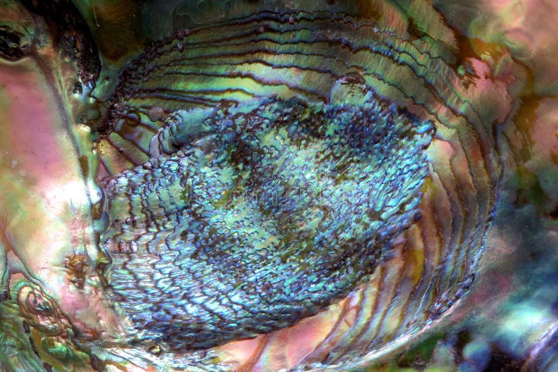 Closeup of abalone shell stock image. Image of nature - 84905959
