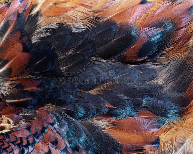 237 Ring Neck Pheasant Logo Stock Photos - Free & Royalty-Free Stock ... 237 Ring Neck Pheasant Logo Stock Photos - Free & Royalty-Free Stock ...