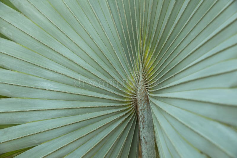 Closeup Abstract Green Leaf Stock Photo - Image of shape, copy: 137575384