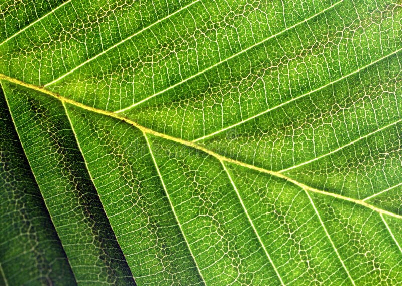 Closeup Abstract Pattern on Different Types of Green Leaves Surface ...