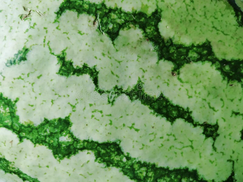 Closeup of Texture and Pattern of Water Melon Fruit Outer Skin Stock ...