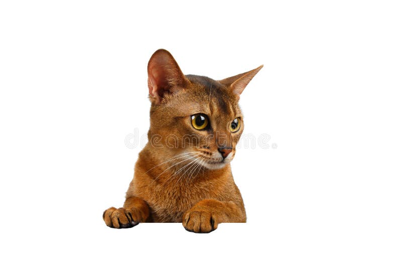 2,944 Cat Looking Right Stock Photos - Free & Royalty-Free Stock Photos ...