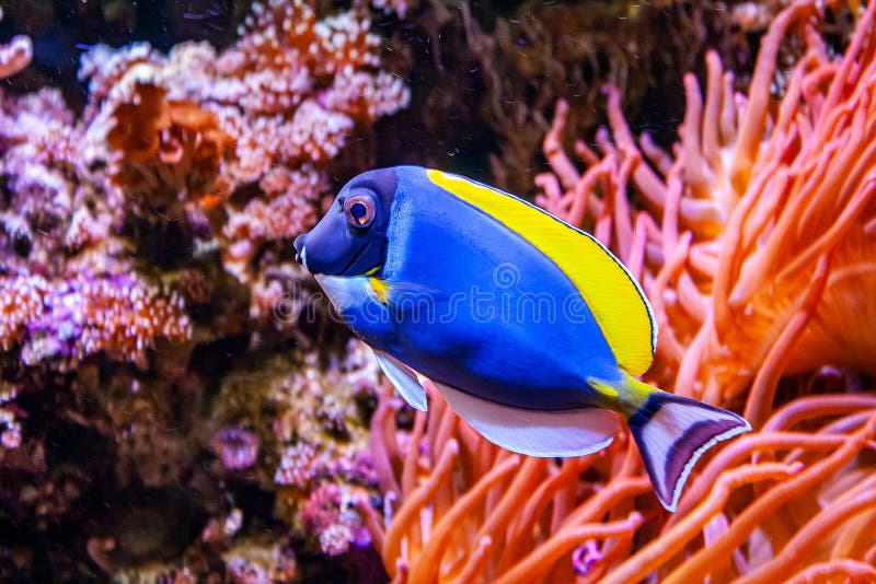 Closeup of Acanthurus Leucosternon Fish Swimming in Water Stock Image ...
