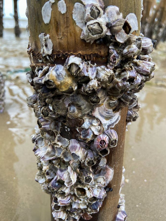 Closeup of Acorn Barnacles (Semibalanus Balanoides Stock Image - Image ...