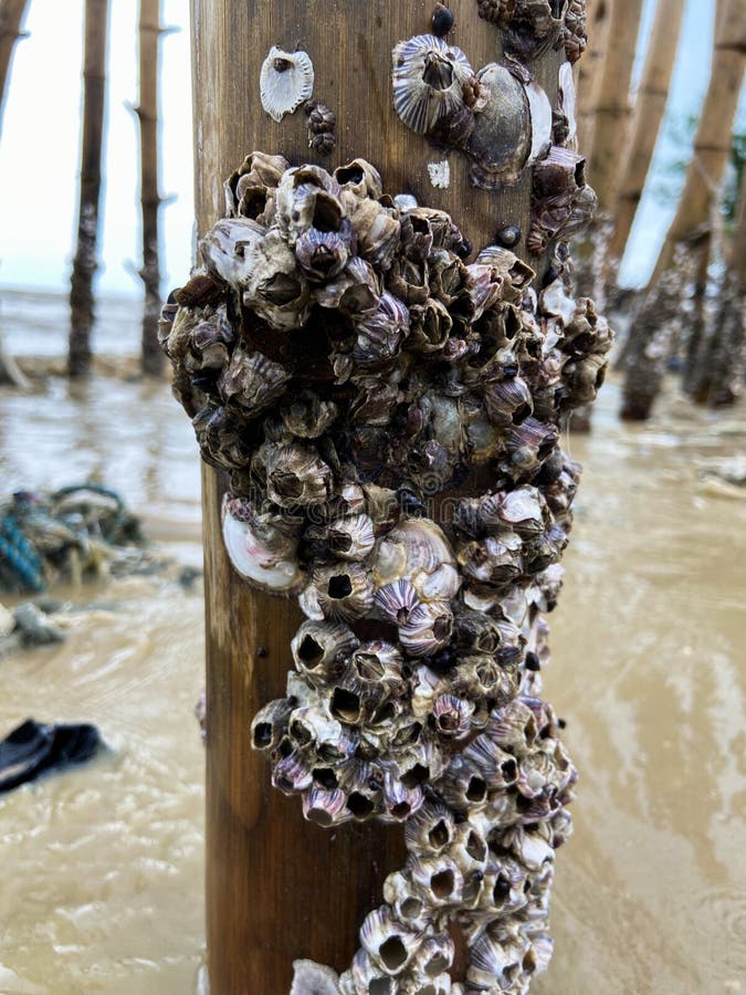 Closeup of Acorn Barnacles (Semibalanus Balanoides Stock Image - Image ...