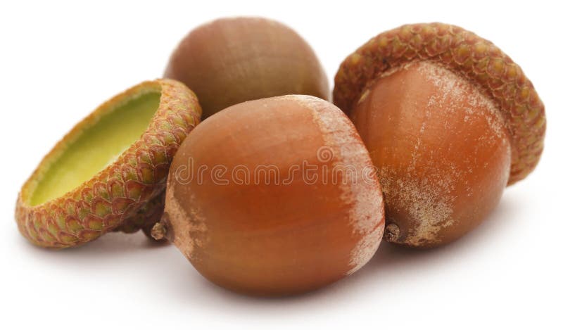 Closeup of acorn stock image. Image of fruit, white - 100985007