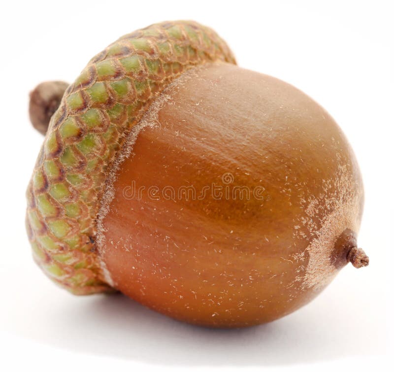 Closeup of acorn stock photo. Image of closeup, macro - 100906650