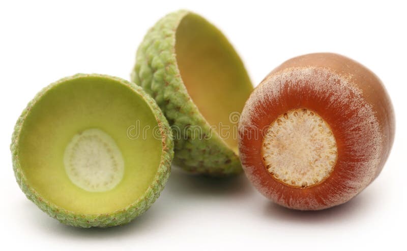 Closeup of acorn stock image. Image of detail, harvest - 105269589