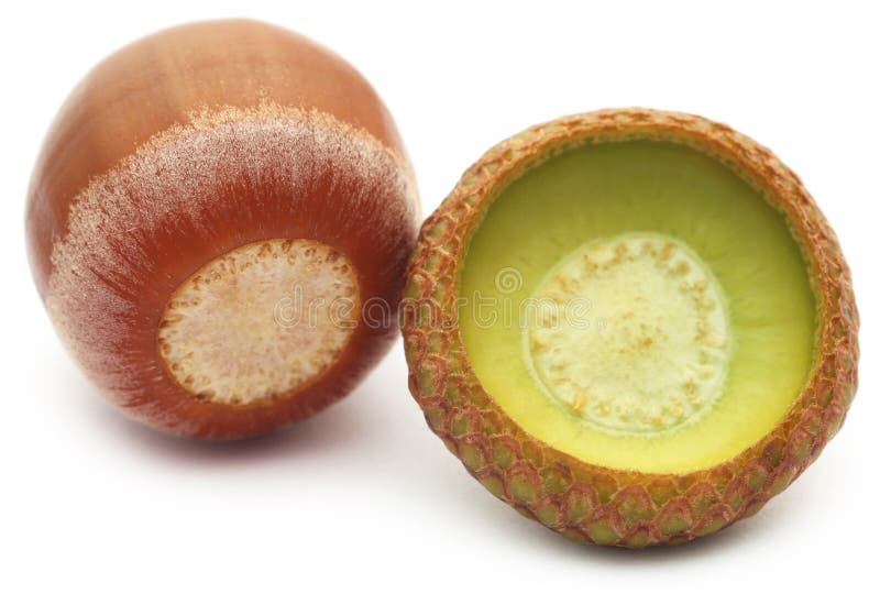 Closeup of acorn stock photo. Image of closeup, seasonal - 101136694