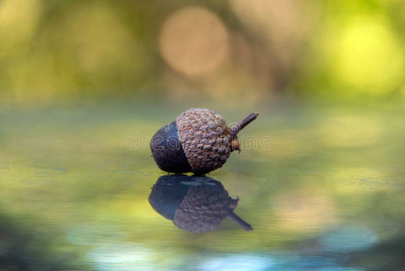 Closeup of an Acorn Placed on a Reflective Surface Stock Image - Image ...