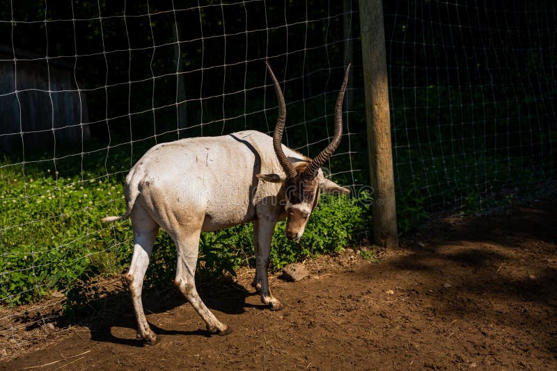 Closeup of Addax in a farm stock image. Image of wildlife - 261566007