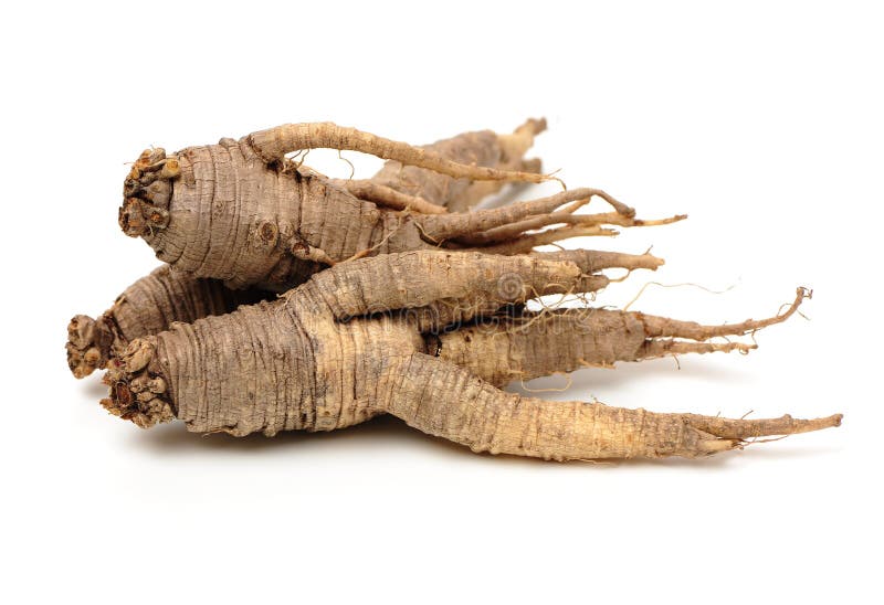 Stricta Root Stock Photos - Free & Royalty-Free Stock Photos from ...