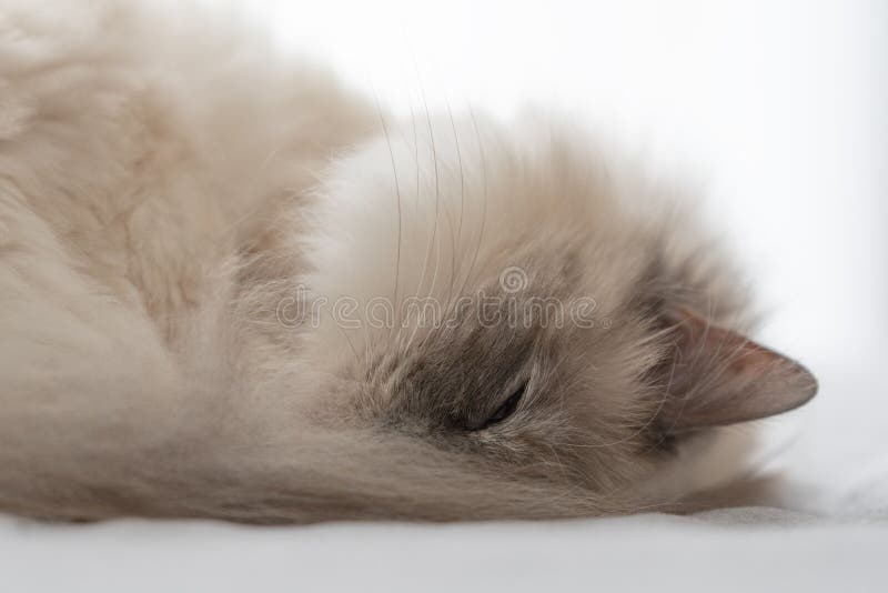 Closeup of Adorable Beige Ragdoll Cat Sleeping on the Floor Stock Image ...