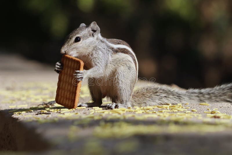 Closeup of an Adorable Chipmunk Standing on the Stone Surface and ...