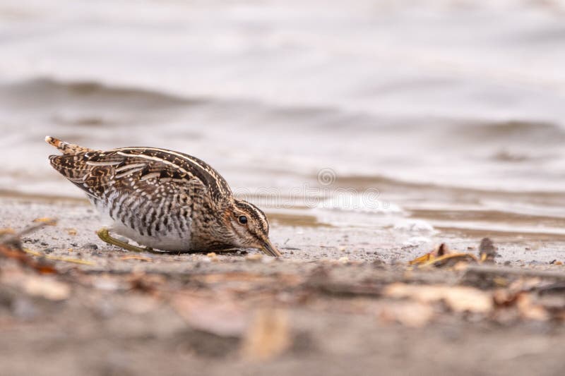Closeup of an Adorable Common Snipe Bird on the Shore Stock Photo ...