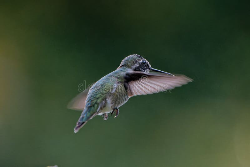 Closeup of an Adorable Hummingbird Hovering in the Air Stock Image ...