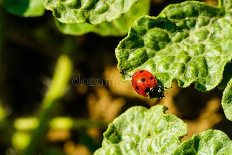 Closeup of Adorable Ladybug on Green Leaf Stock Photo - Image of ...
