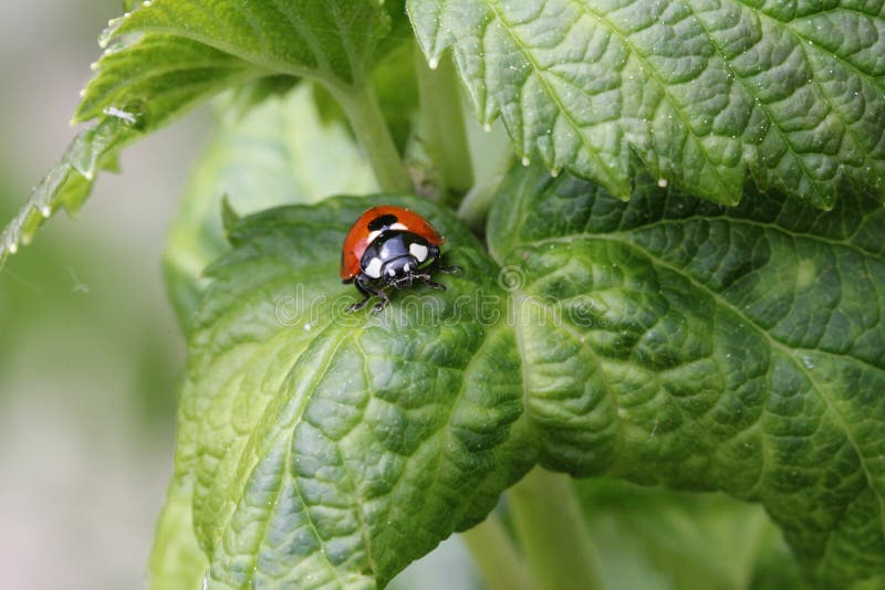 Closeup of an Adorable Ladybug on a Green Leaf, Outdoors during ...