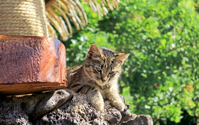 Adorable Little Tabby Cat Relaxing Under the Tree Shade Stock Image ...