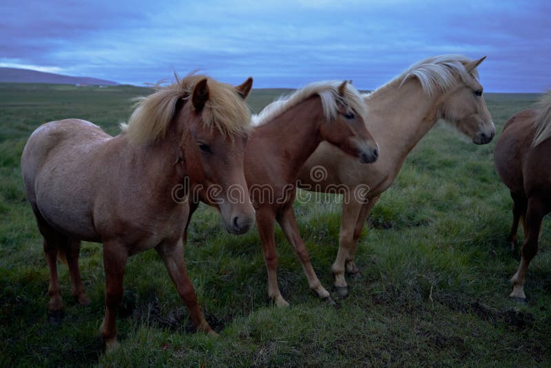 Closeup of Adorable Ponies in a Large Beautiful Field Under the Blue ...