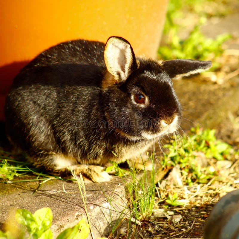 Closeup of an Adorable Rabbit Perched on the Rocky Surface Under the ...