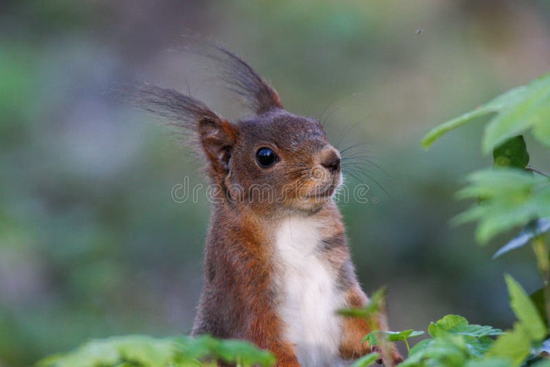 Closeup of a an Adorable Red Squirrel, Sciurus Vulgaris Captured in a ...