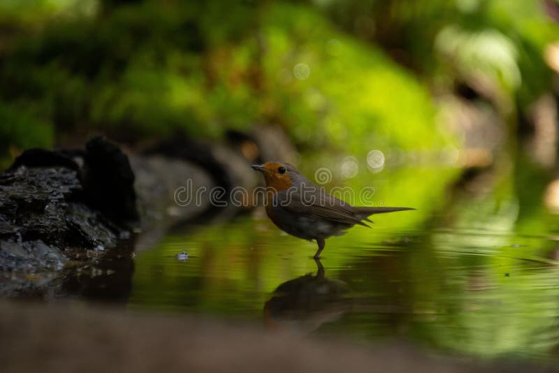 Closeup of an Adorable Robin Bird Standing on the Shore of a Lake Stock ...